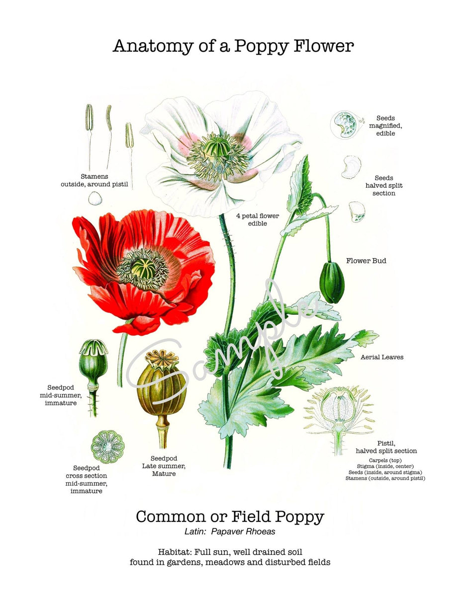 identifying poppies
