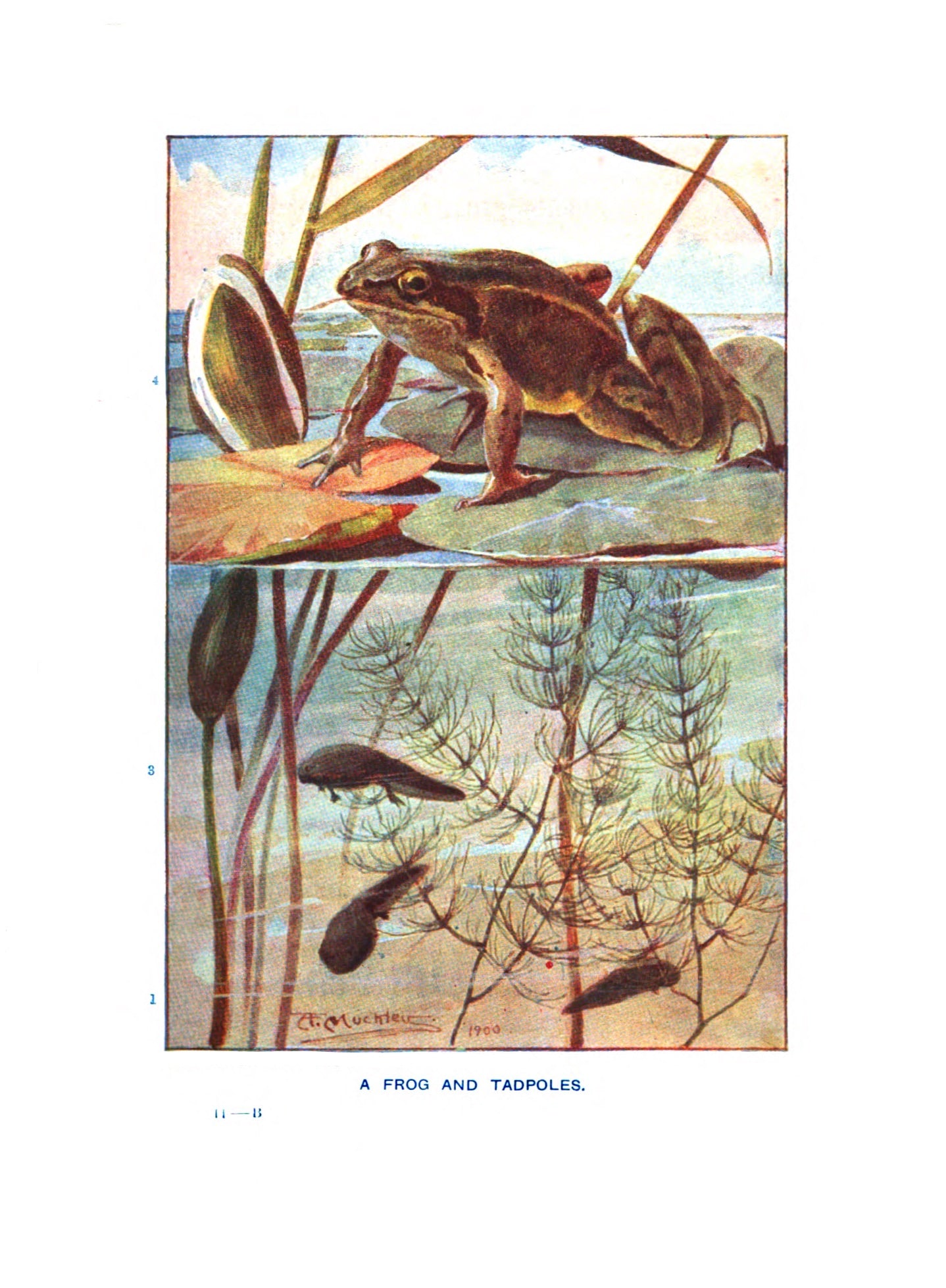 Arabella Buckley Collection 6 volumes in 1 Eyes And No Eyes Series 190 ...